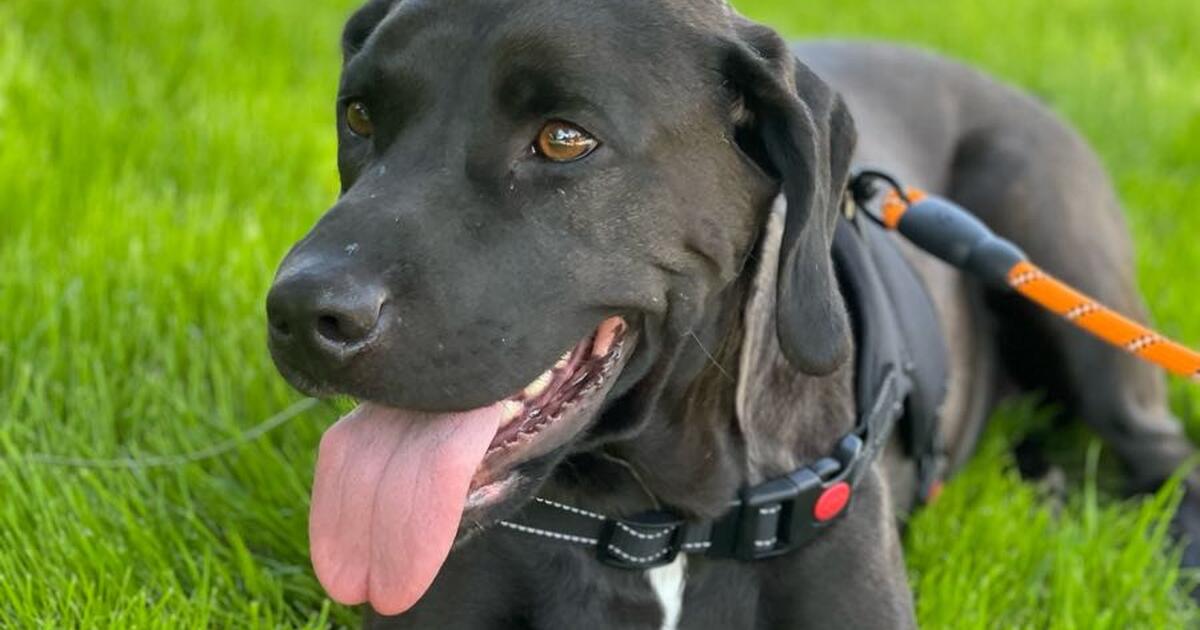 Free Female Mix Labrador w/ Walker for Free in Northridge, CA | For ...