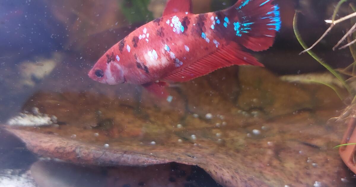 4 Female Betta Fish *read Please * for $200000000000 in Denver, CO ...