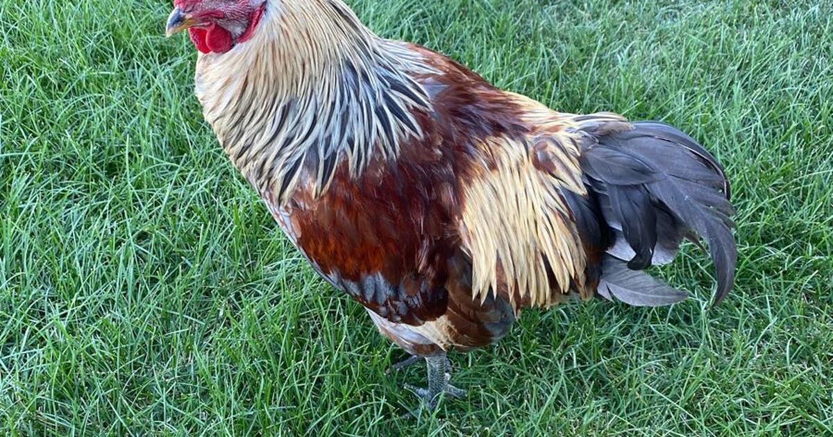 Rooster free to go home for Free in Elizabeth, CO | For Sale & Free ...