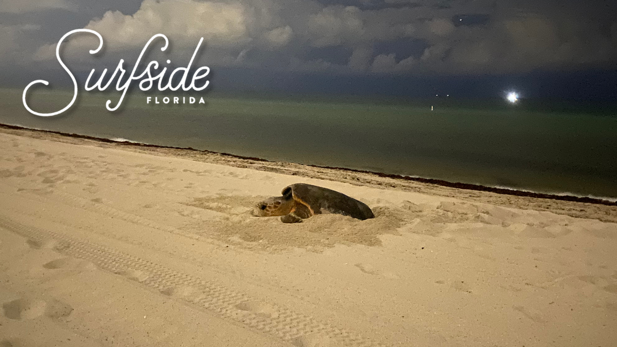Your Weekly Digest: Memorial Day Ceremony, Nesting Sea Turtle Spotted ...