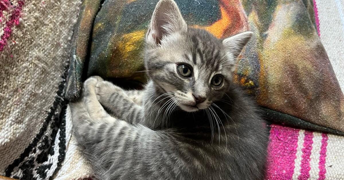 9 week Kittens for Free in San Antonio, TX | Finds — Nextdoor