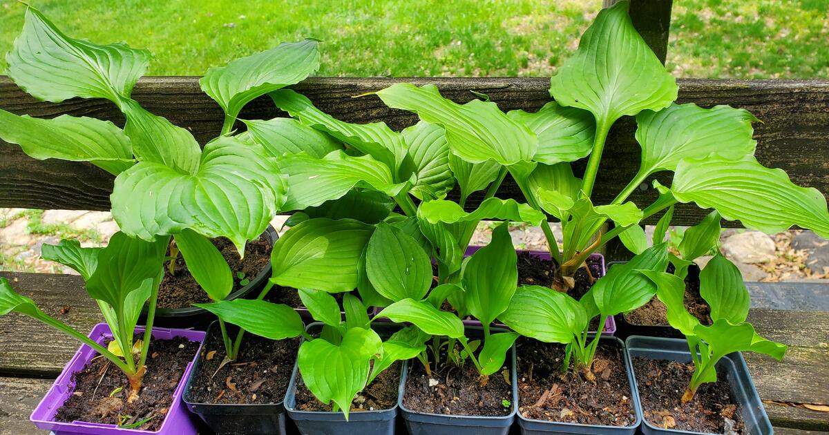 Hosta - Single variety for Free in Grain Valley, MO | For Sale & Free ...