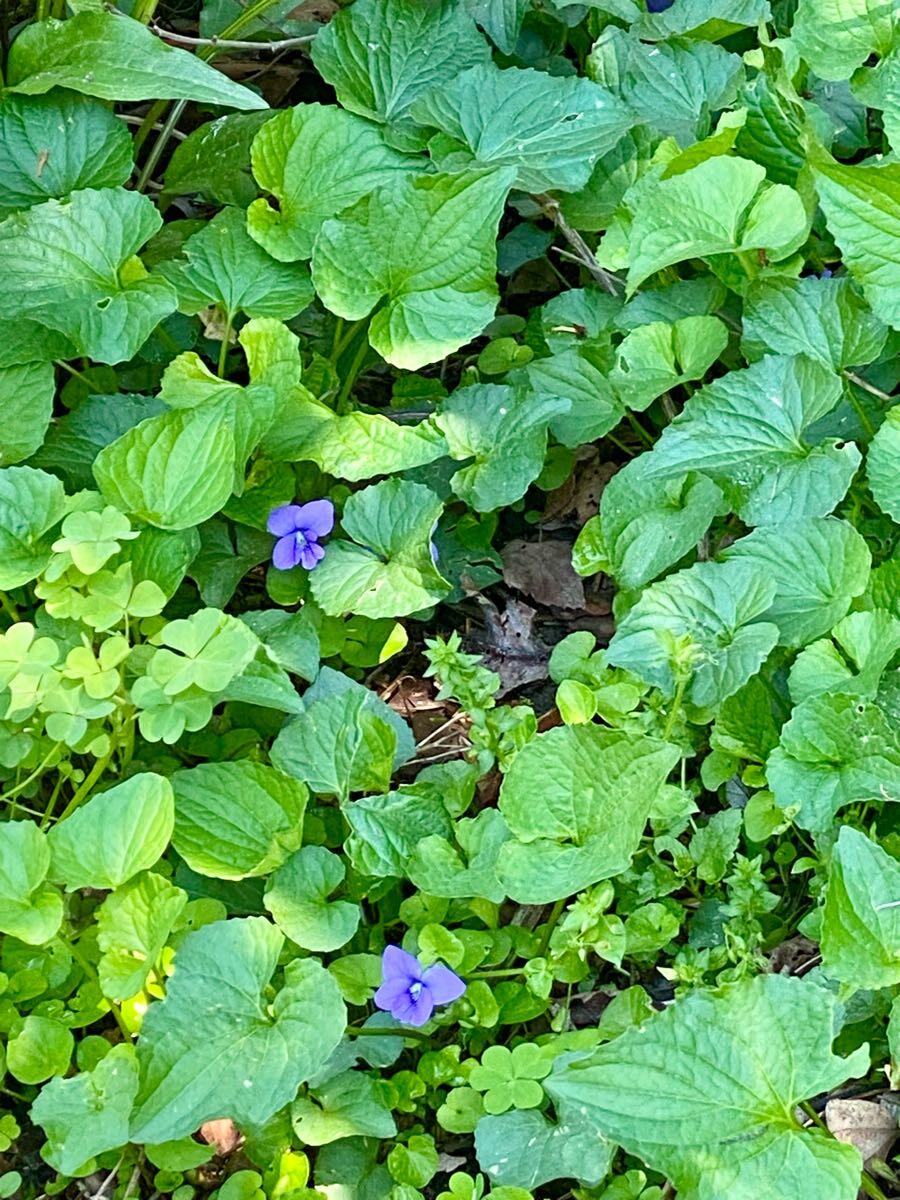Free violets-(native plants) for Free in Reston, VA | For Sale & Free ...