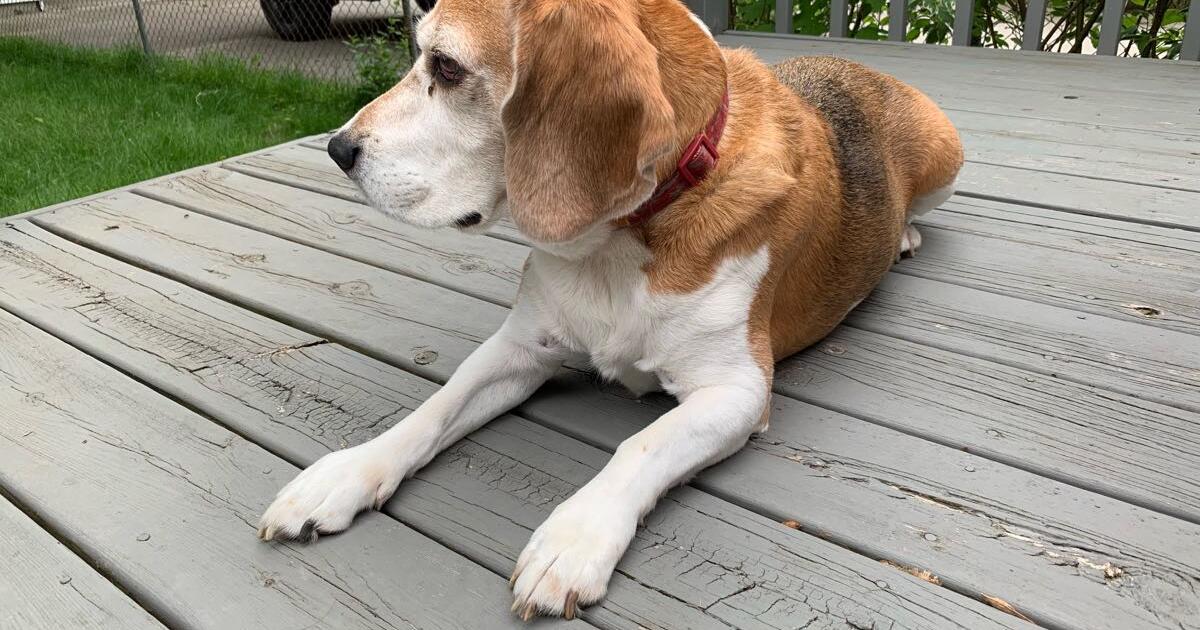 Rehoming a beautiful Beagle Mix Dog for Free in Lake Orion, MI | For ...