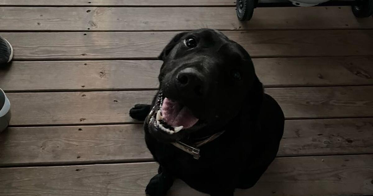 Stray black lab for Free in Quinlan, TX | For Sale & Free — Nextdoor
