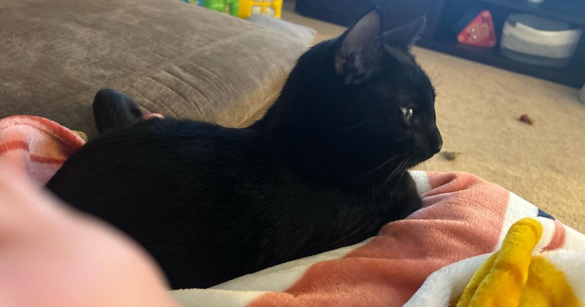 Binx for Free in Newport News, VA | For Sale & Free — Nextdoor