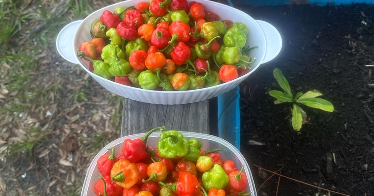 Flavored Cuban pepper ( AJI CACHUCHA) for Free in Lutz, FL | For Sale ...