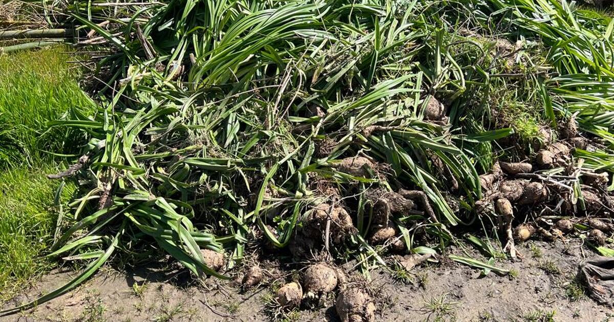 Belladonna Lily/pink lady/naked lady bulbs for Free in Santa Cruz, CA ...