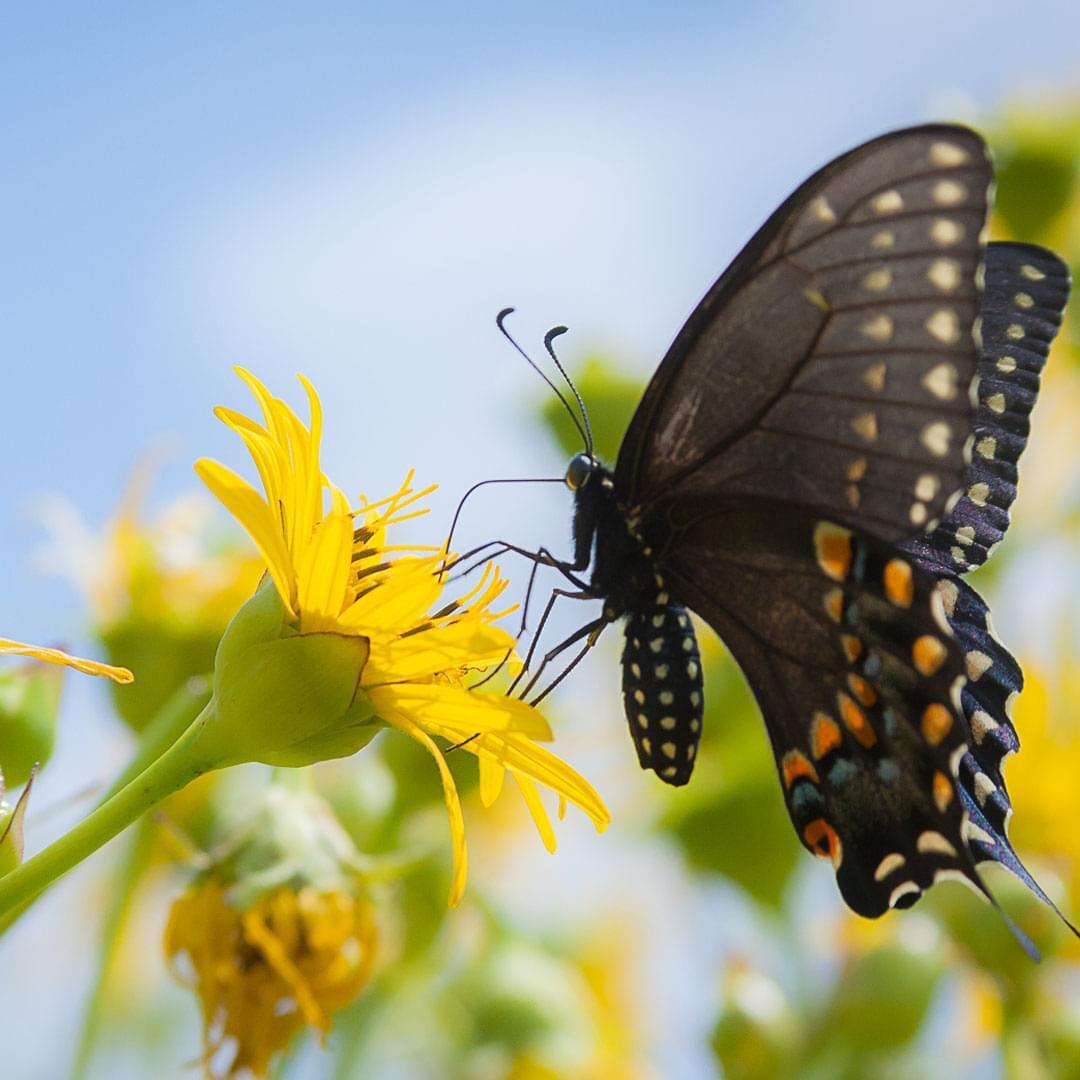 Pollinators, such as bees, butterflies, moths, beetles, and flies move ...