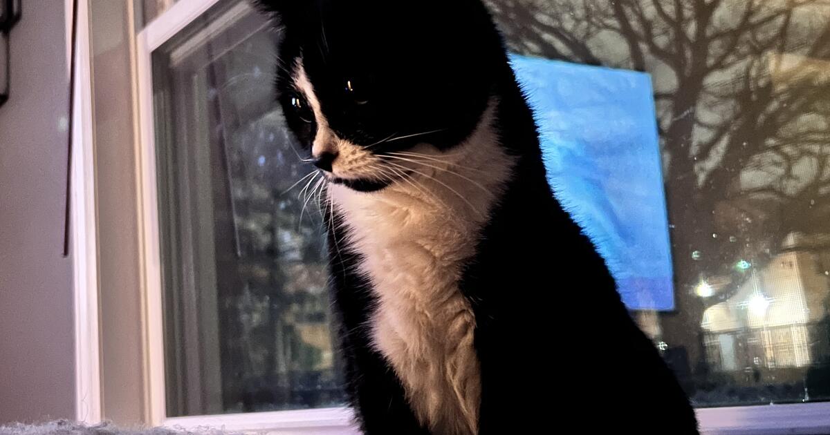 Looking for a home for Luna. (Not Selling) for Free in Queens, NY | For ...