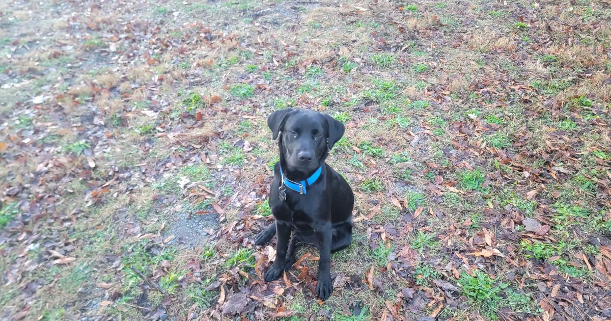 Black lab puppy for Free in Paducah, KY | For Sale & Free — Nextdoor
