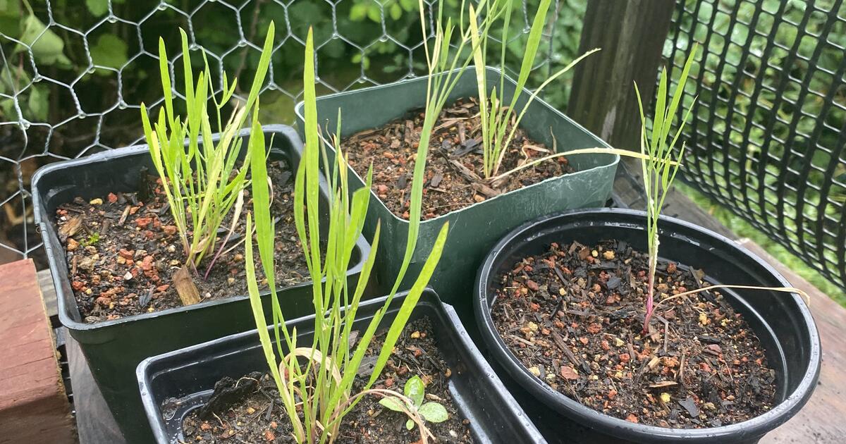 FREE: 6 Yampah seedlings for Free in Berkeley, CA | For Sale & Free ...