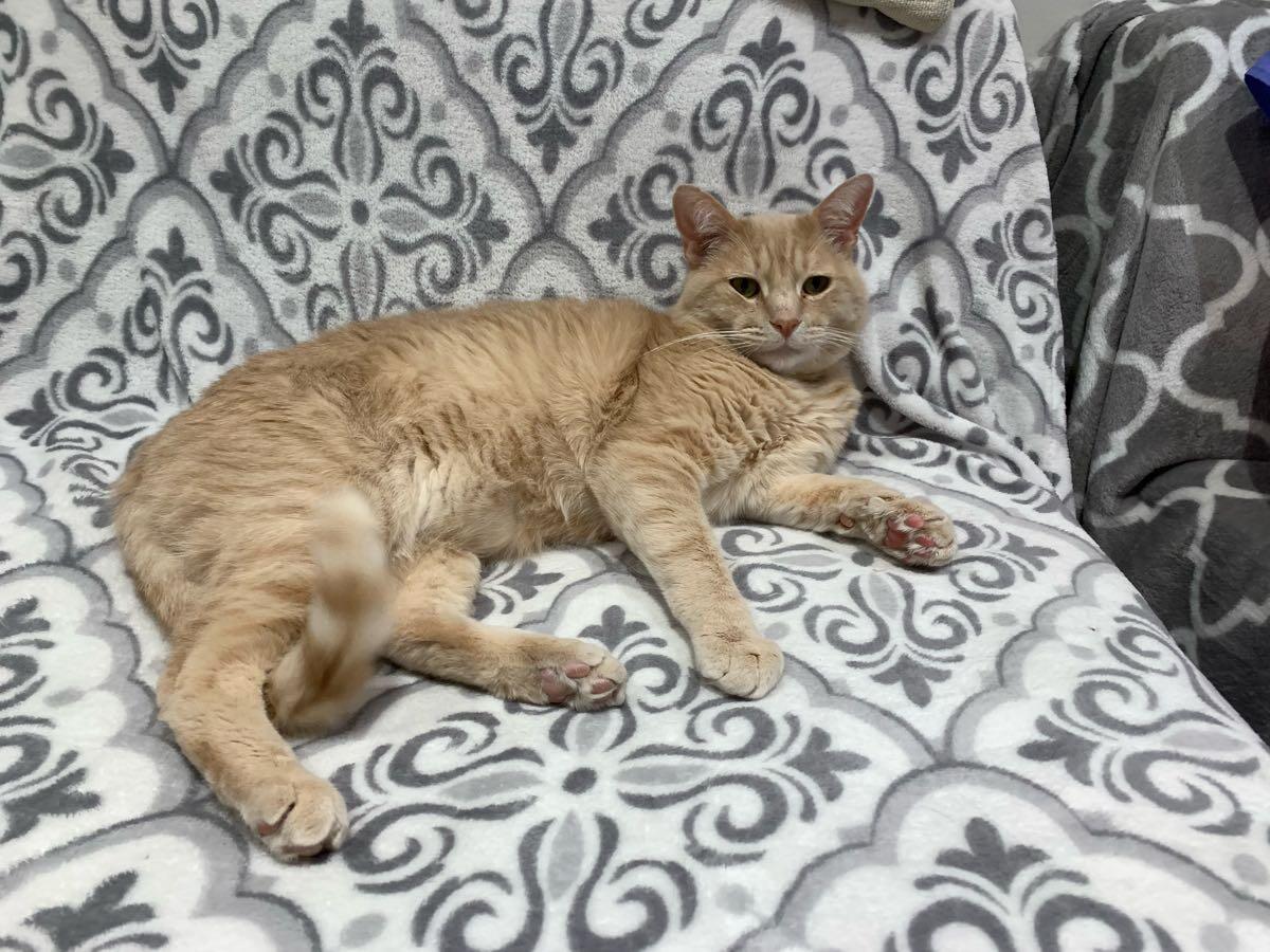 Buff Tabby Biscuit for Free in Santa Barbara, CA | For Sale & Free ...