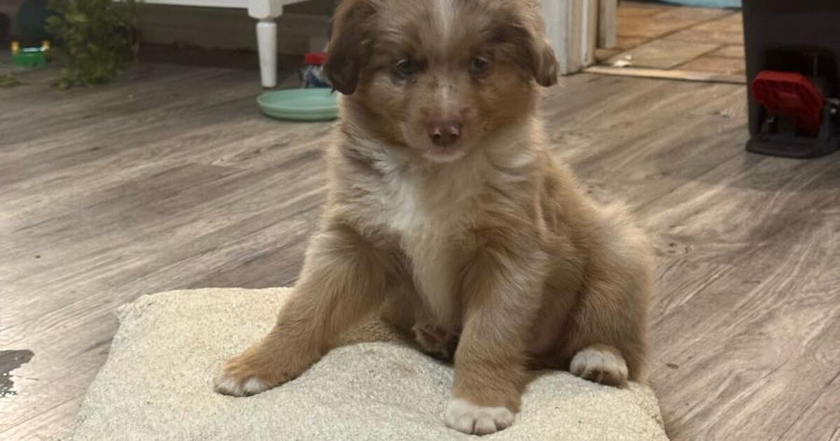 Rehoming Mini Aussie for $50 in Grand Prairie, TX | For Sale & Free ...