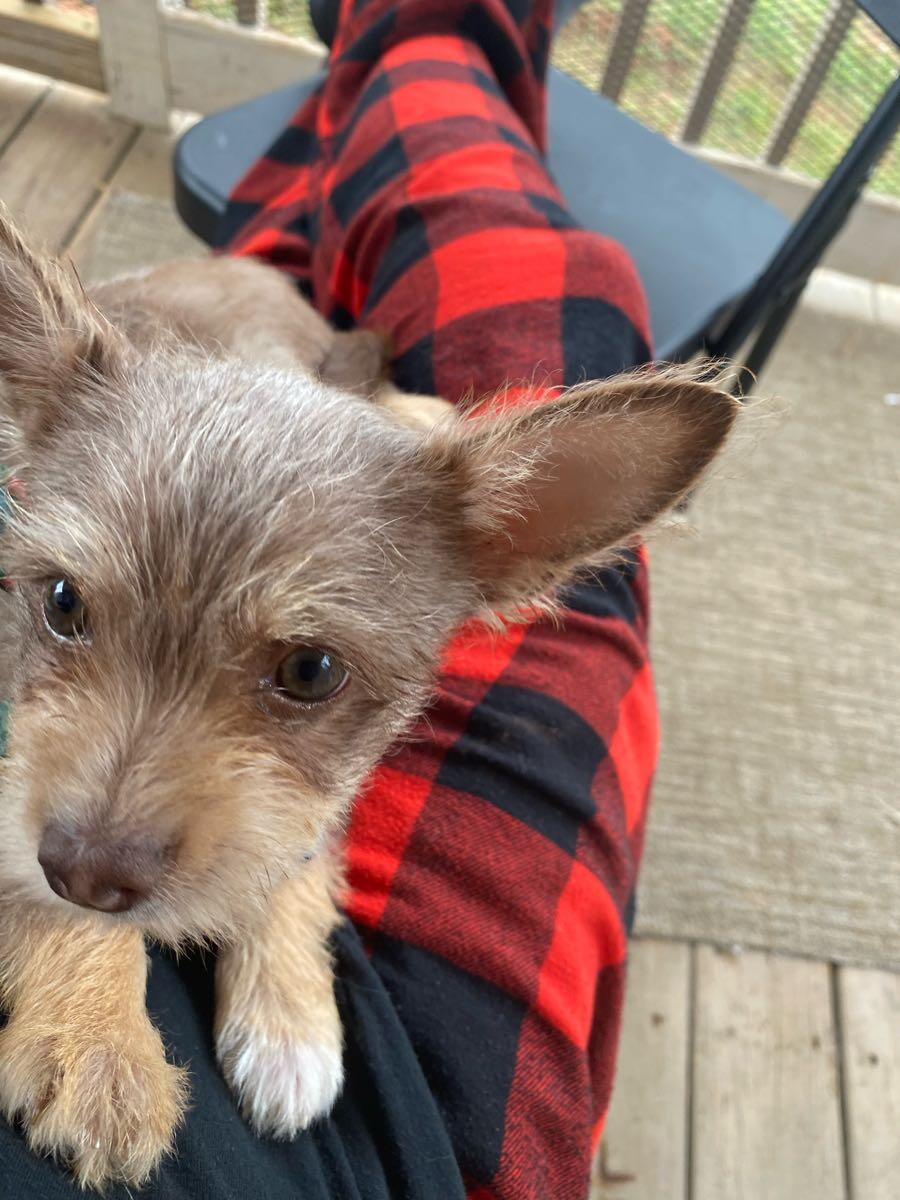 Chizer Puppy for $250 in Kernersville, NC | For Sale & Free — Nextdoor