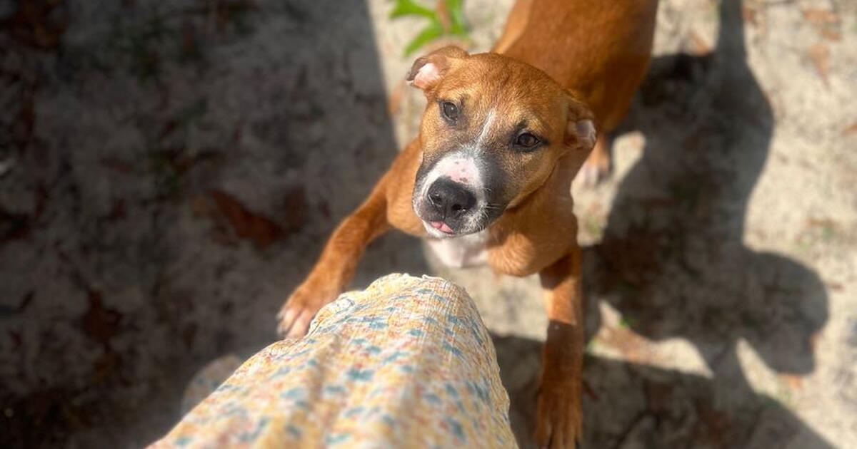 Rehoming female puppy (Piper) for $40 in Columbia, SC | For Sale & Free ...