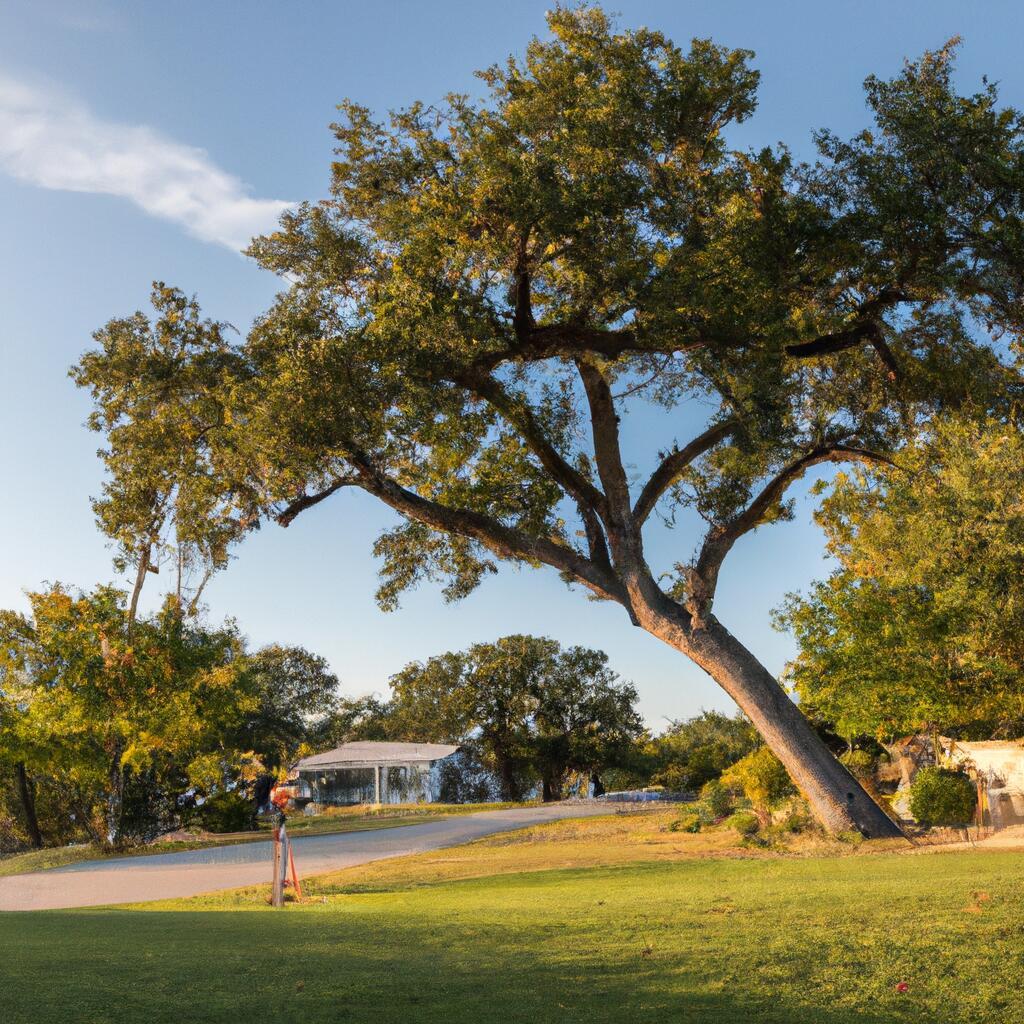 Water Oak, Georgetown | Everything You Need to Know Nextdoor