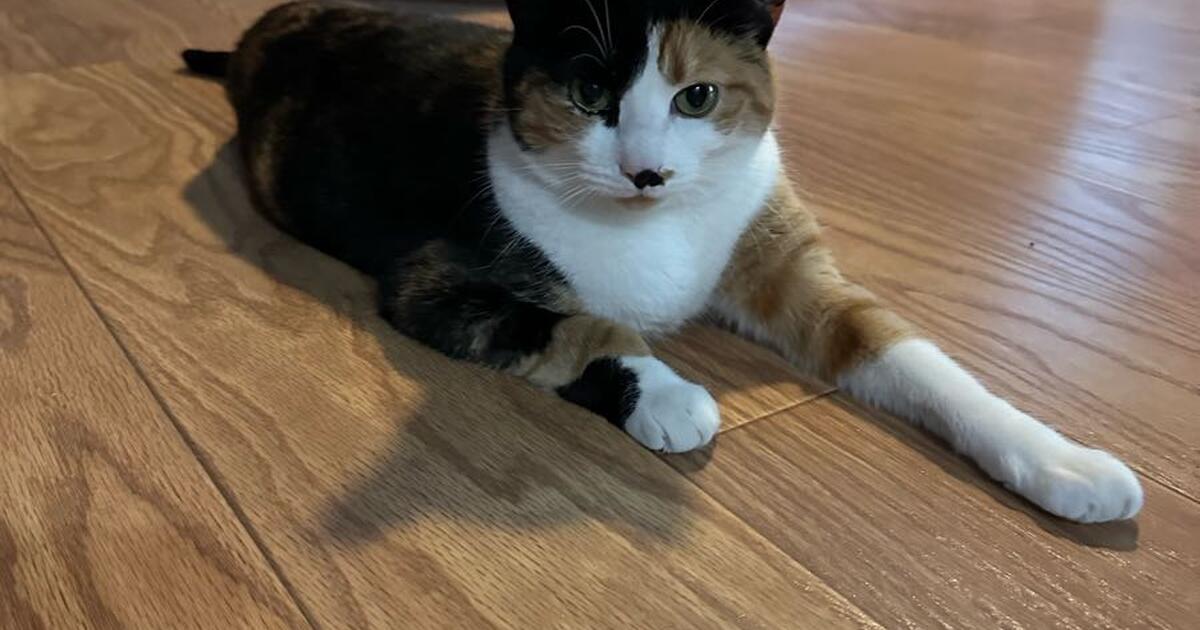 Two-year-old calico cat for $50 in Easton, PA | For Sale & Free — Nextdoor