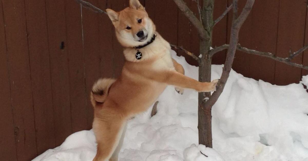 9 yo dog for Free in Buckeye, AZ | For Sale & Free — Nextdoor