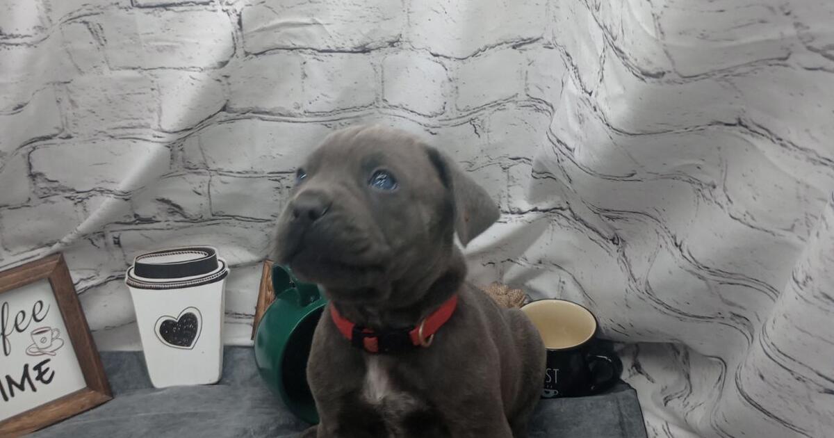 Cane corso puppies for $2000 in Akron, OH | For Sale & Free — Nextdoor