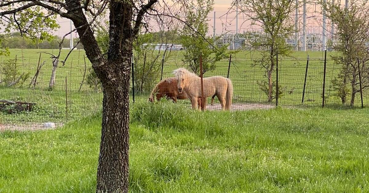 Ponies Need to re home for Free in Waco, TX | For Sale & Free — Nextdoor