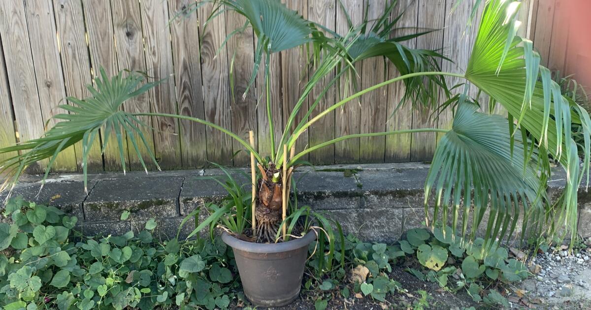 Free Potted Chinese Fan Palm Plant for Free in St. Louis, MO | For Sale ...