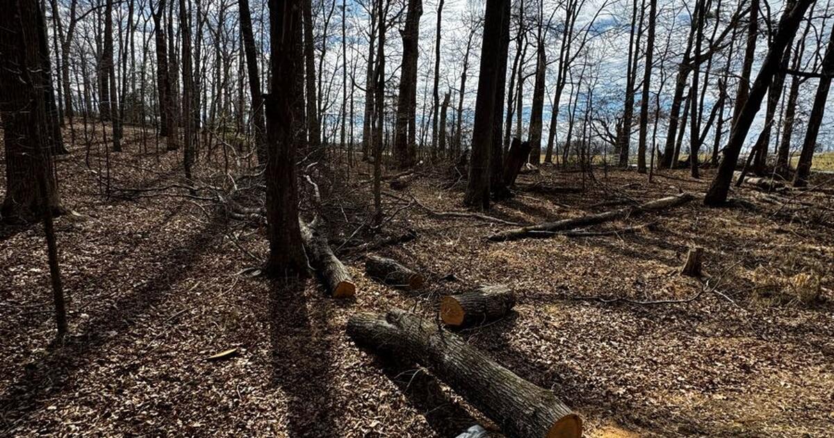 FREE Firewood Logs for Free in Midlothian, VA | For Sale & Free — Nextdoor