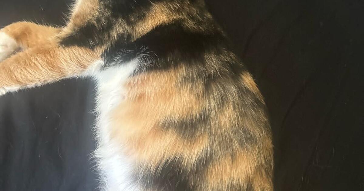 Cat for $20 in Canton, OH | For Sale & Free — Nextdoor