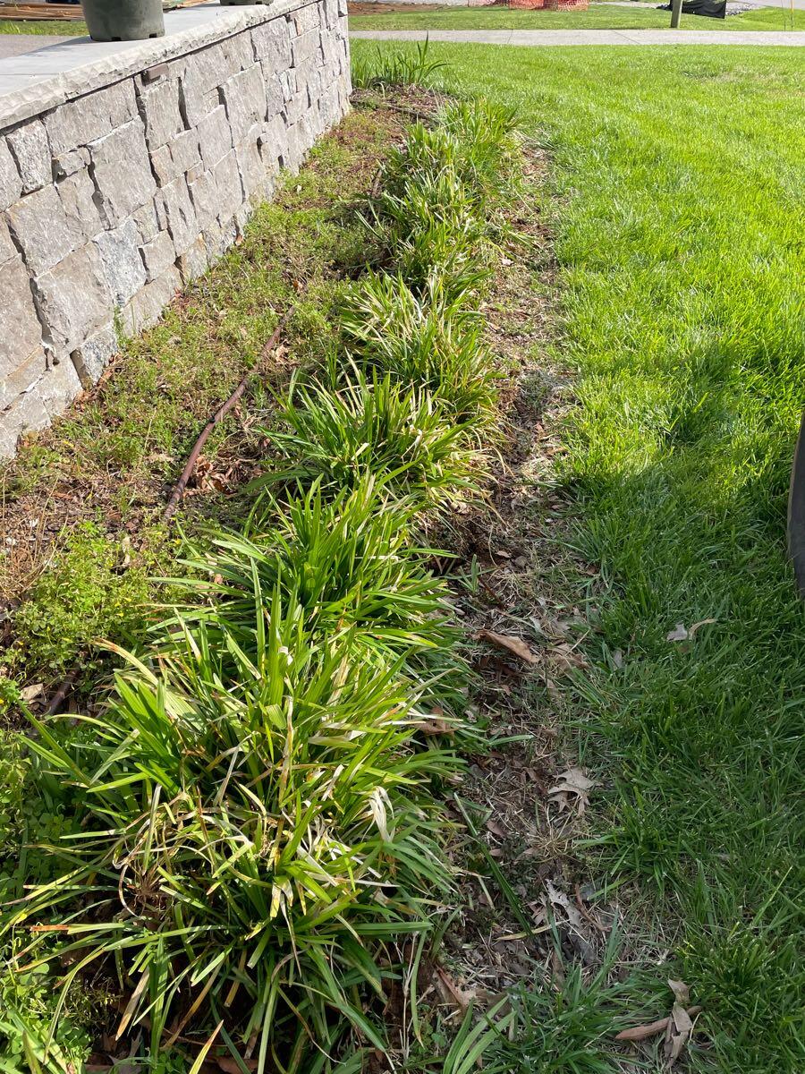 Monkey grass- ground cover for Free in Brentwood, TN | For Sale & Free — Nextdoor
