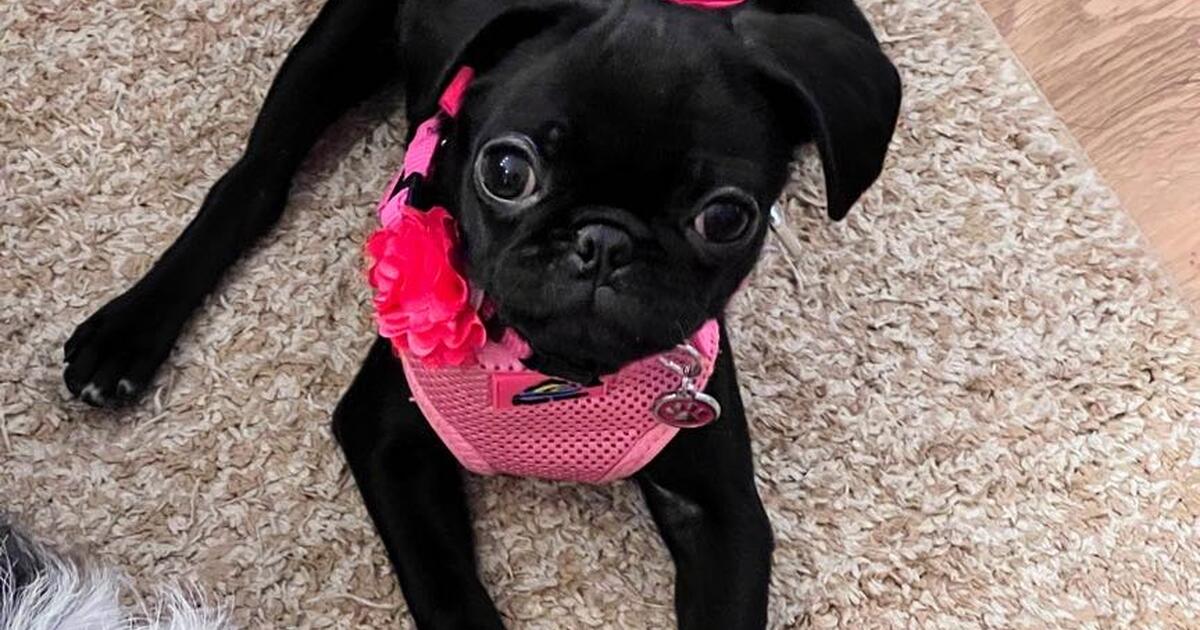 Must Rehome My Loving Female Pug for $300 in Green Valley, AZ | For ...