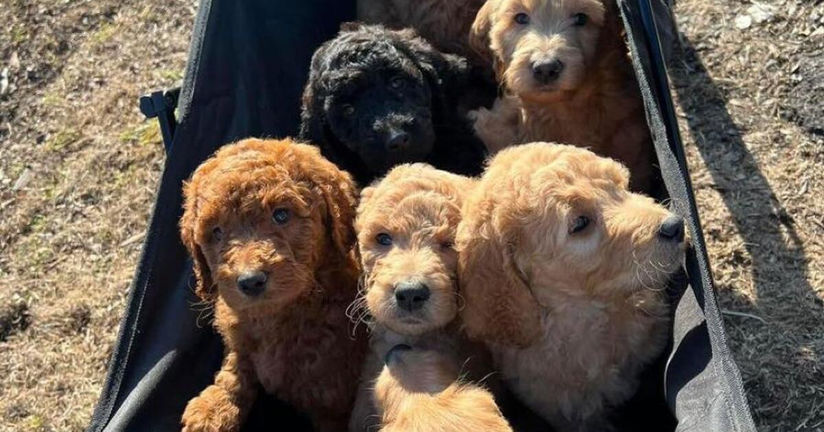 Puppy for $200 in Conway, SC | For Sale & Free — Nextdoor