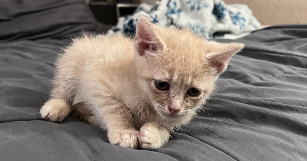Free Tan Kitten for Free in San Antonio, TX | For Sale & Free — Nextdoor