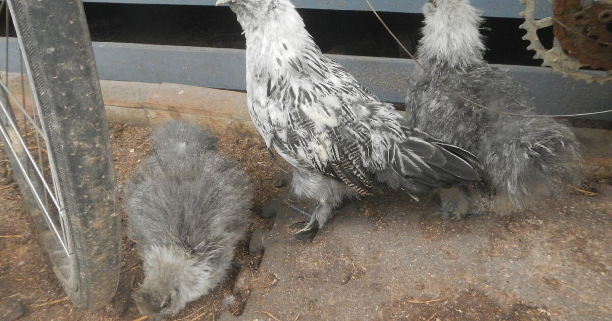 Ayam Cemani / Blue bearded silkie cross Rooster for Free in Kaneohe, HI ...