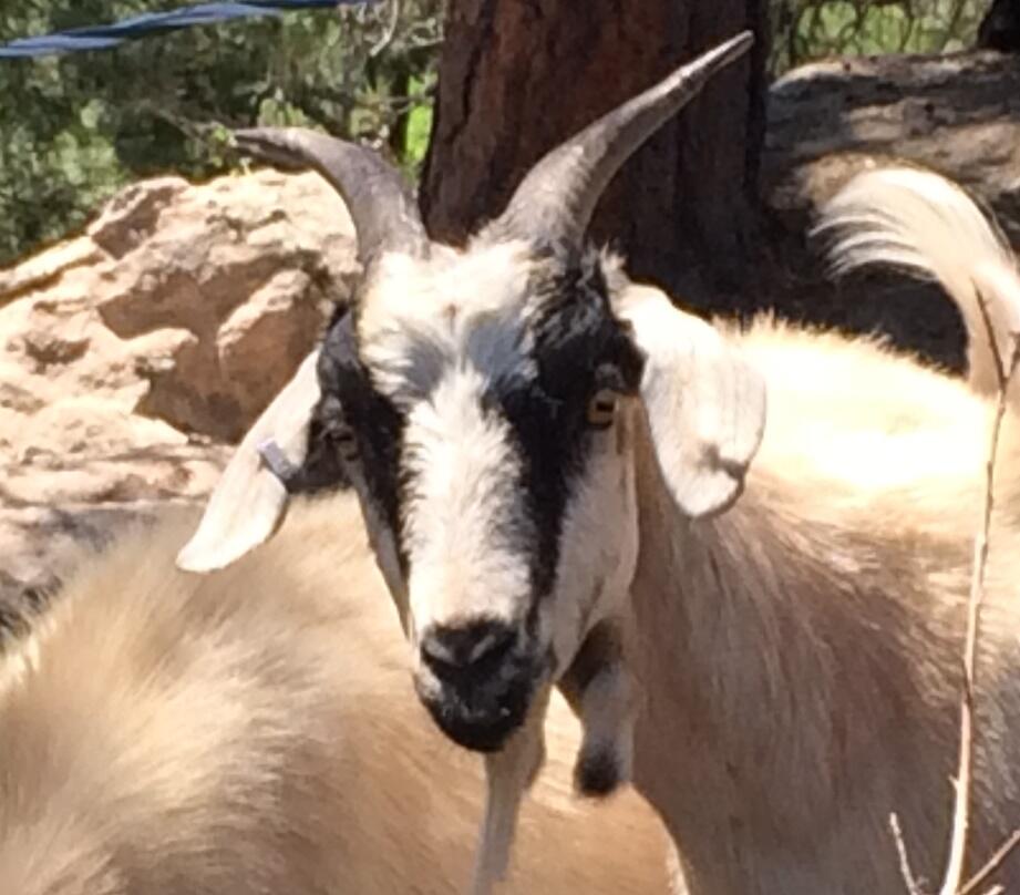"Ready Set Goat!" is Almost Here (South Metro Fire Rescue) — Nextdoor ...