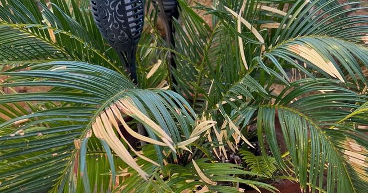 Sega palm in terra cotta pot for $35 in Palm Desert, CA | For Sale ...