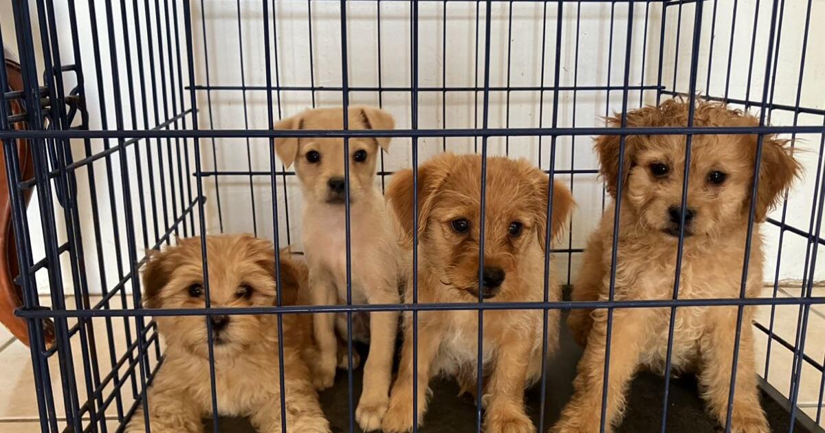 Rehoming pups for $50 in Tucson, AZ | For Sale & Free — Nextdoor