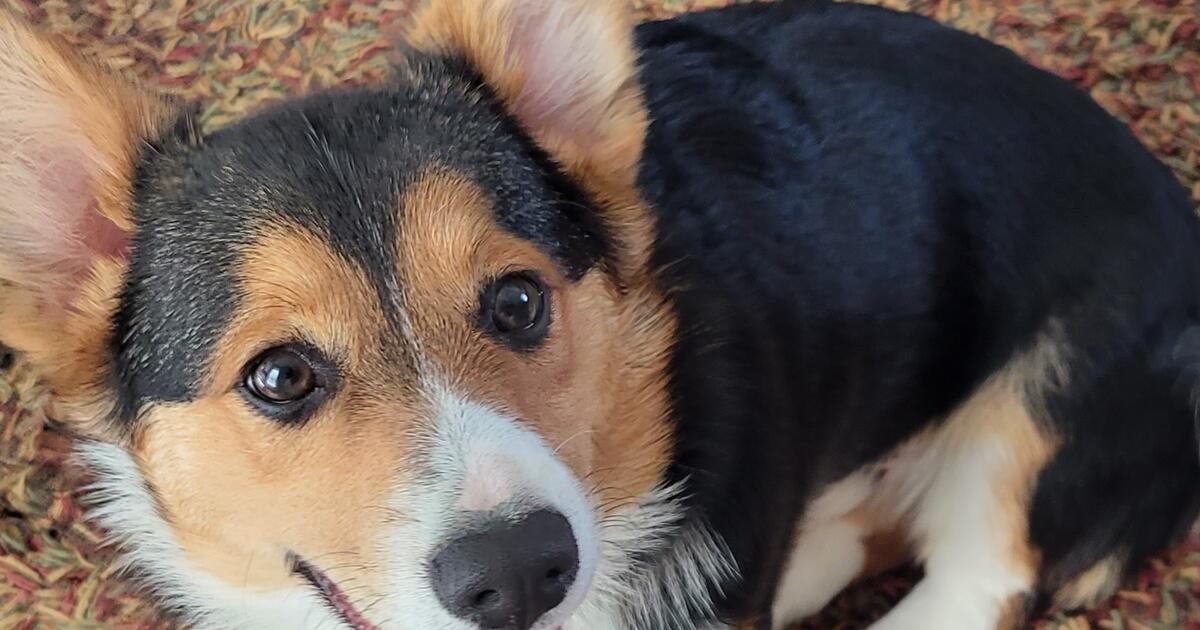 Corgi 5 month pupp for $980 in Edinburg, TX | For Sale & Free — Nextdoor