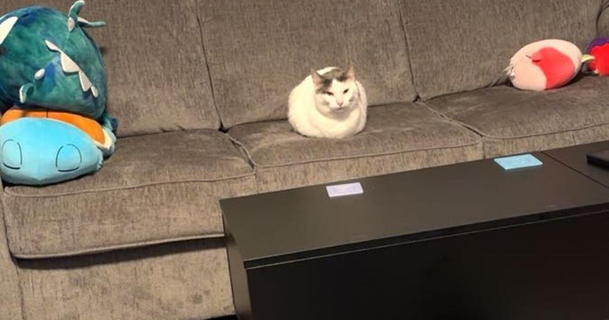 Cat (Mayo) for Free in Bowling Green, OH | For Sale & Free — Nextdoor