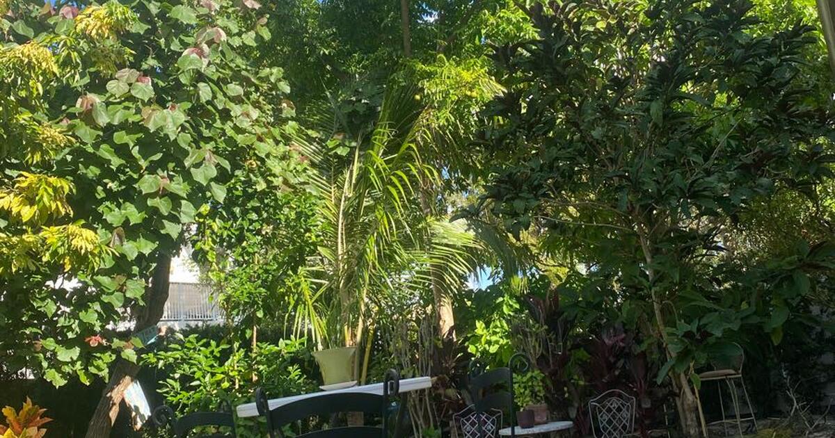 June plum tree branches for Free in Royal Palm Beach, FL | For Sale ...
