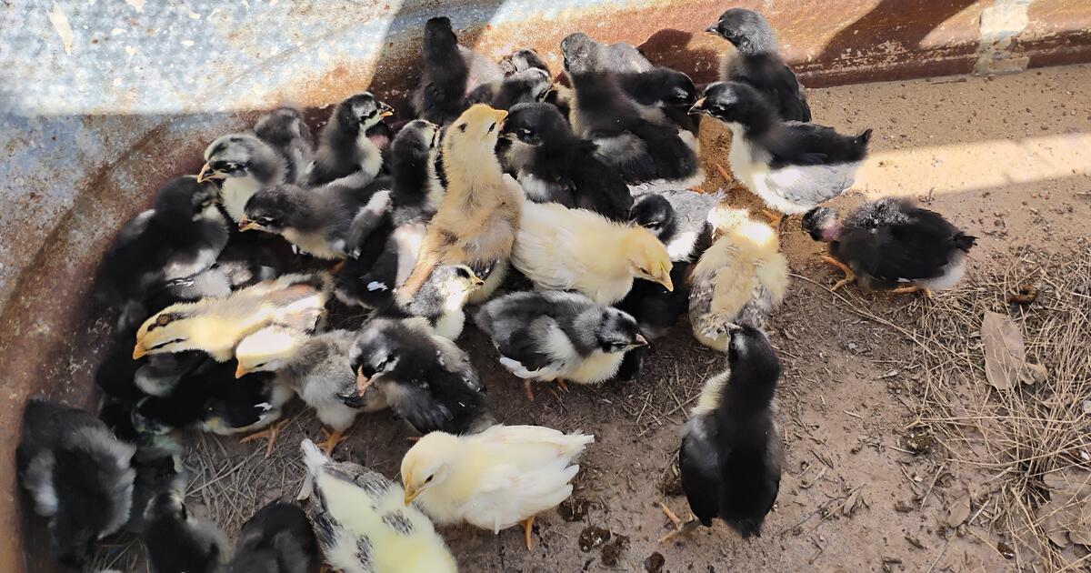 Chicks for $5 in Santo, TX | For Sale & Free — Nextdoor