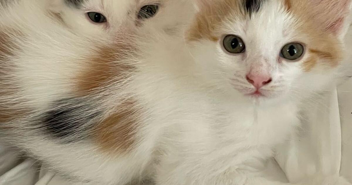 FREE Adorable Kittens!! for Free in Loganville, GA | For Sale & Free ...