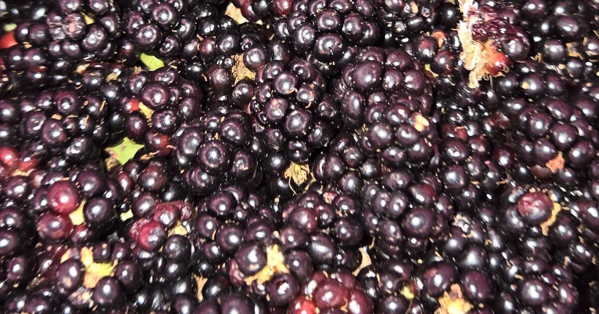 Free Blackberries - You Pick for Free in Greensboro, NC | For Sale & Free — Nextdoor