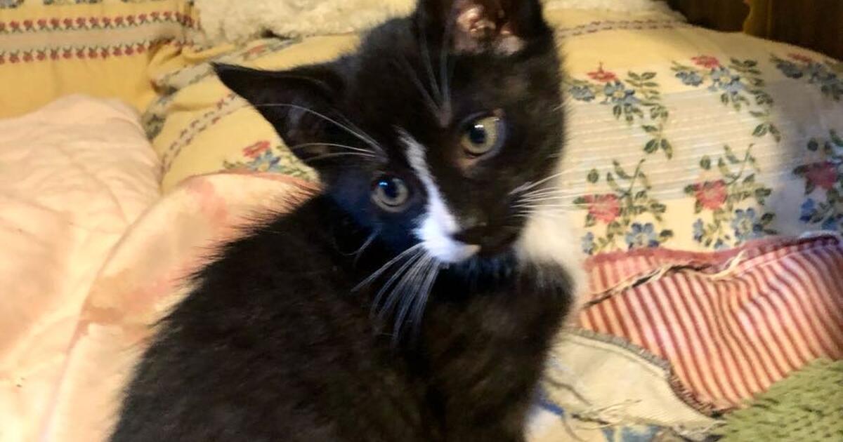 Adorable kittens need forever homes for Free in White Hall, MD | For ...