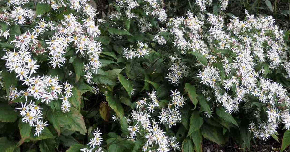 Native Plant - White Wood Aster for Free in Reston, VA | Finds — Nextdoor