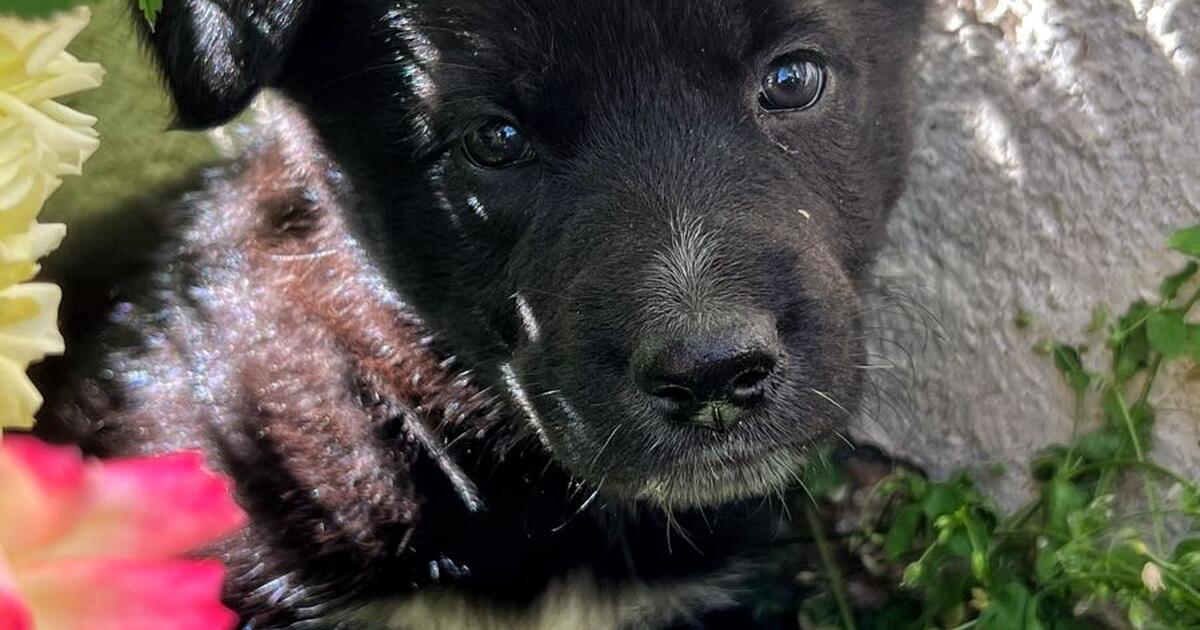 Queensland/lab mix for Free in Chowchilla, CA | Finds — Nextdoor