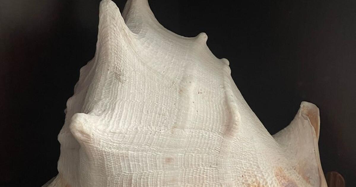 Large conch shell for $20 in Charlotte, NC | For Sale & Free — Nextdoor