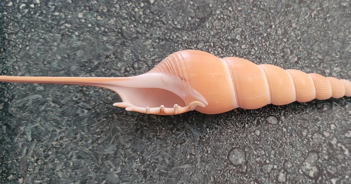 ENTIRE LIFETIME'S COLLECTION OF ASST SEASHELLS FROM BEACHES AROUND THE ...