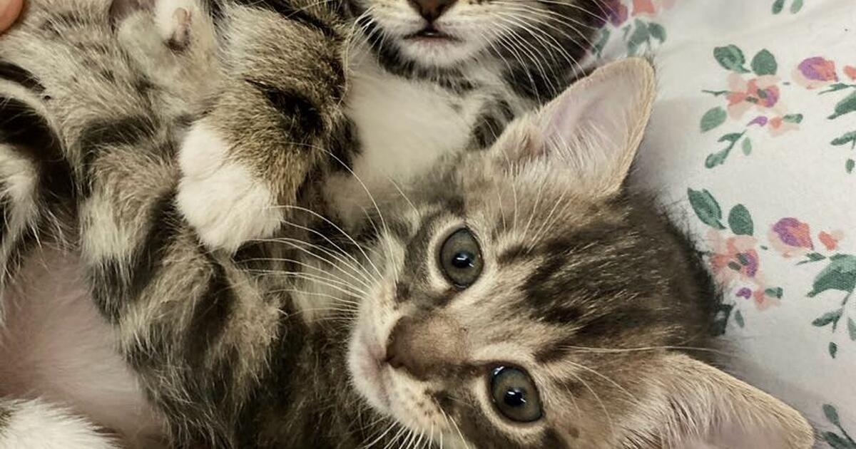 Two female kittens for Free in Sacramento, CA | For Sale & Free — Nextdoor