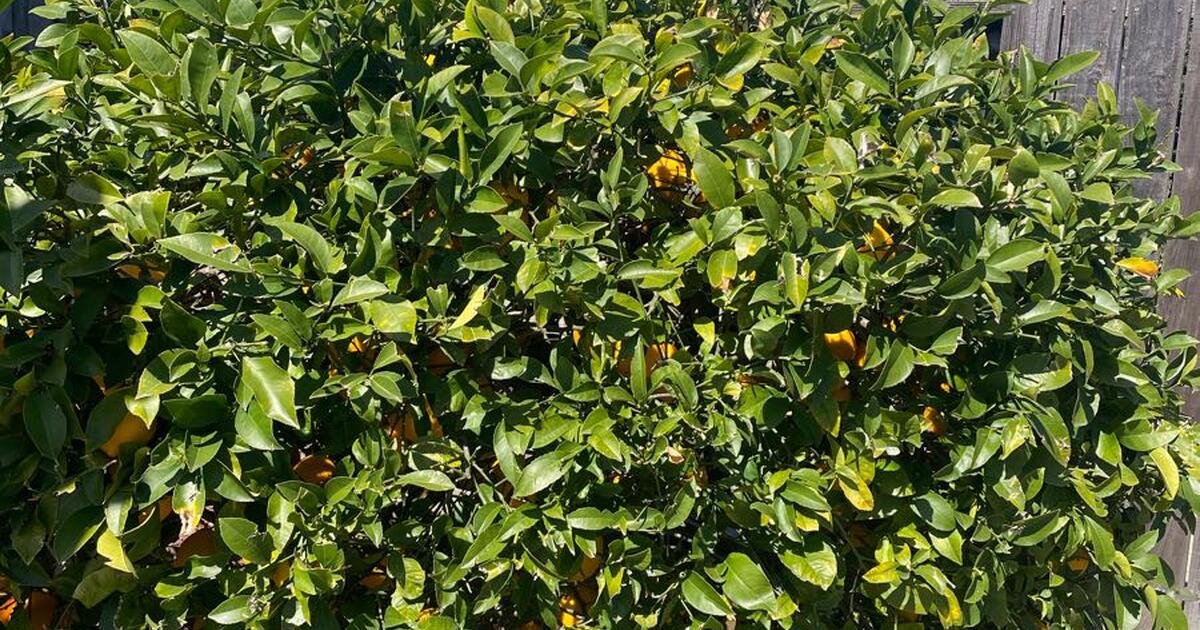 Meyer Lemons for Free in Santa Rosa, CA | For Sale & Free — Nextdoor