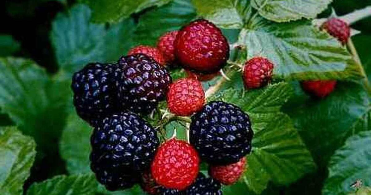 Black and Red Raspberry Plants for $5 in Racine, WI | For Sale & Free ...